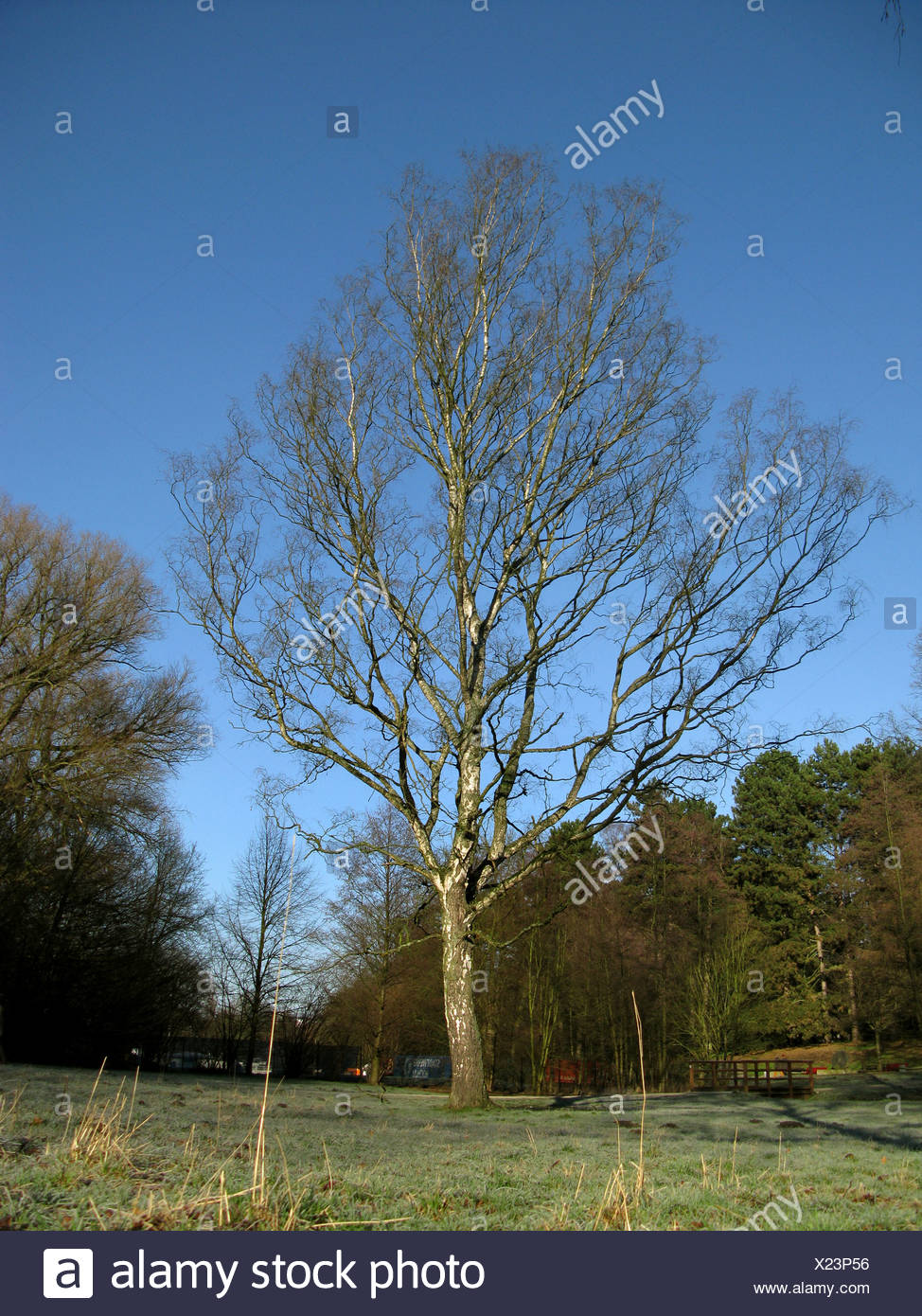Birch Tree Without Leaves High Resolution Stock Photography and Images ...