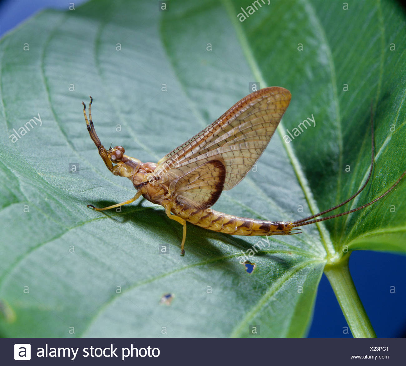 Dun Flies High Resolution Stock Photography and Images - Alamy