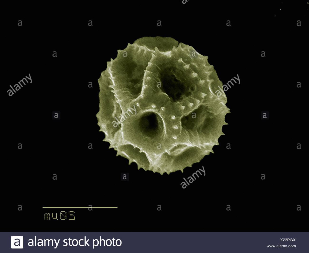 Plant Pollen Microscopic Stock Photos & Plant Pollen Microscopic Stock ...