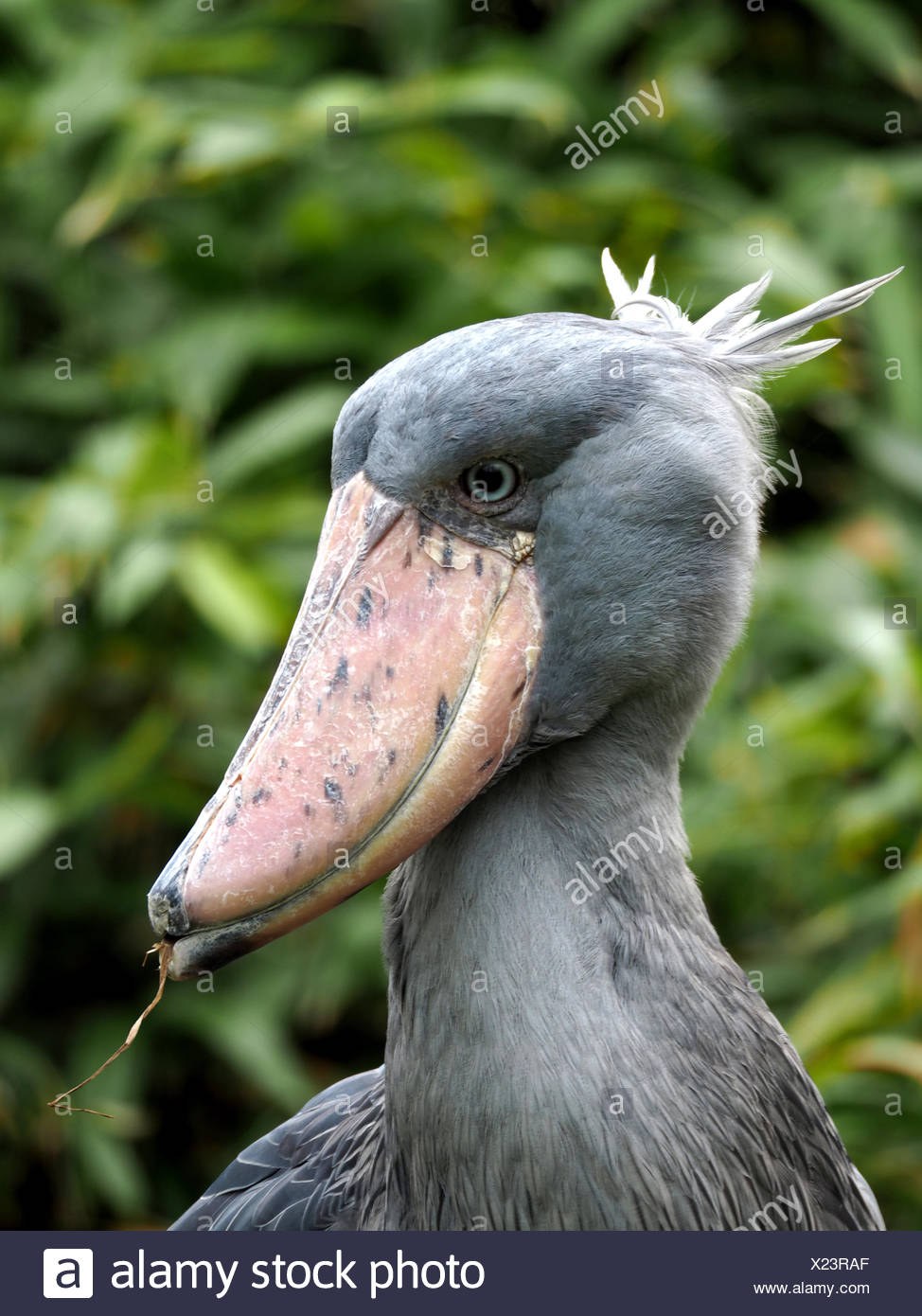 Gray Stork High Resolution Stock Photography and Images - Alamy