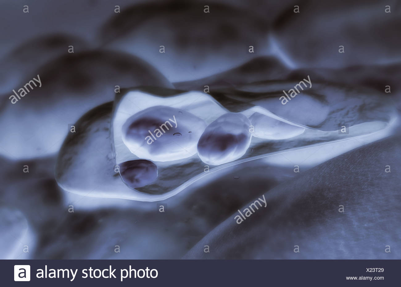 Merozoites High Resolution Stock Photography and Images - Alamy