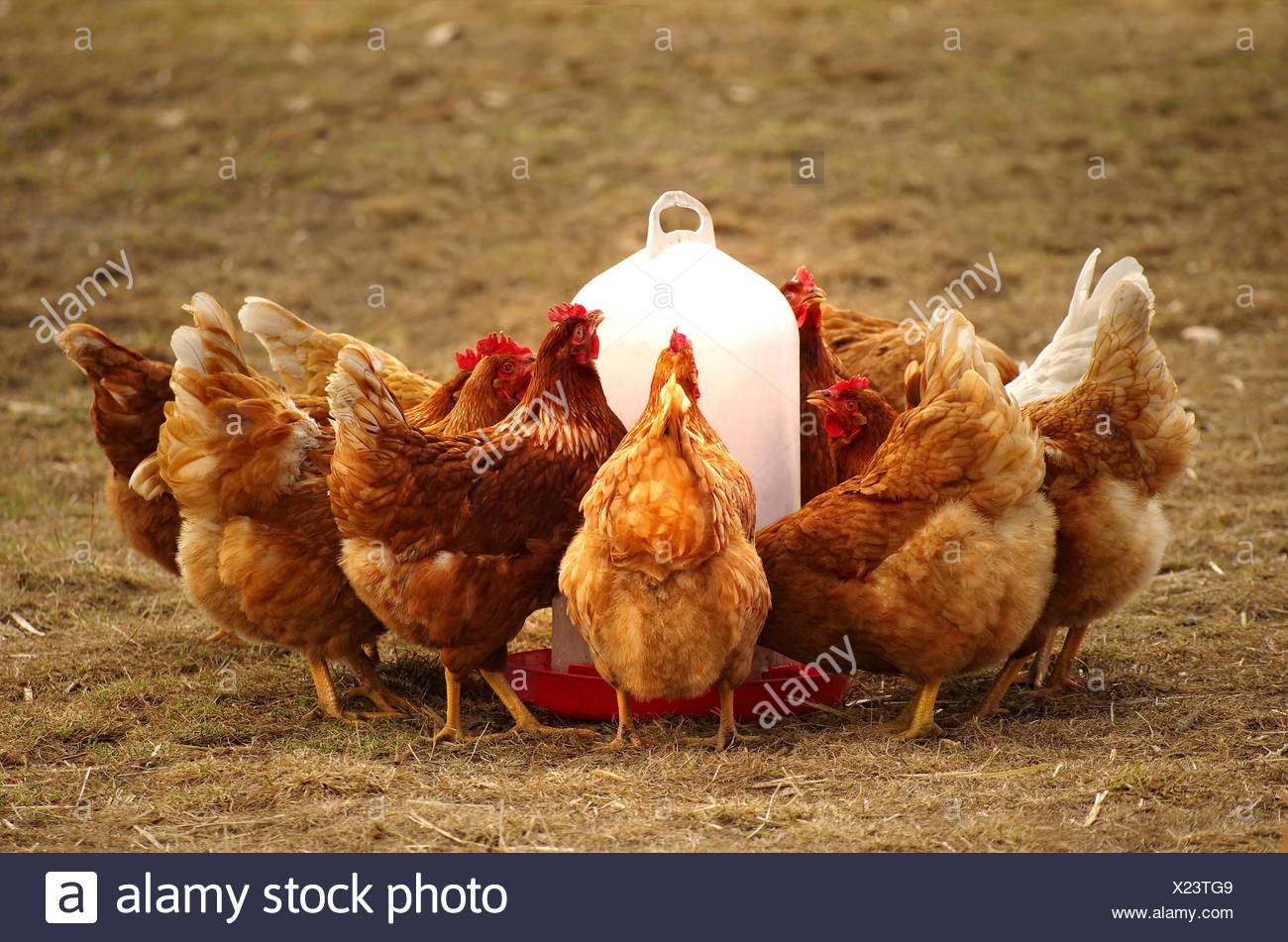Feeding Trough Stock Photos & Feeding Trough Stock Images - Alamy