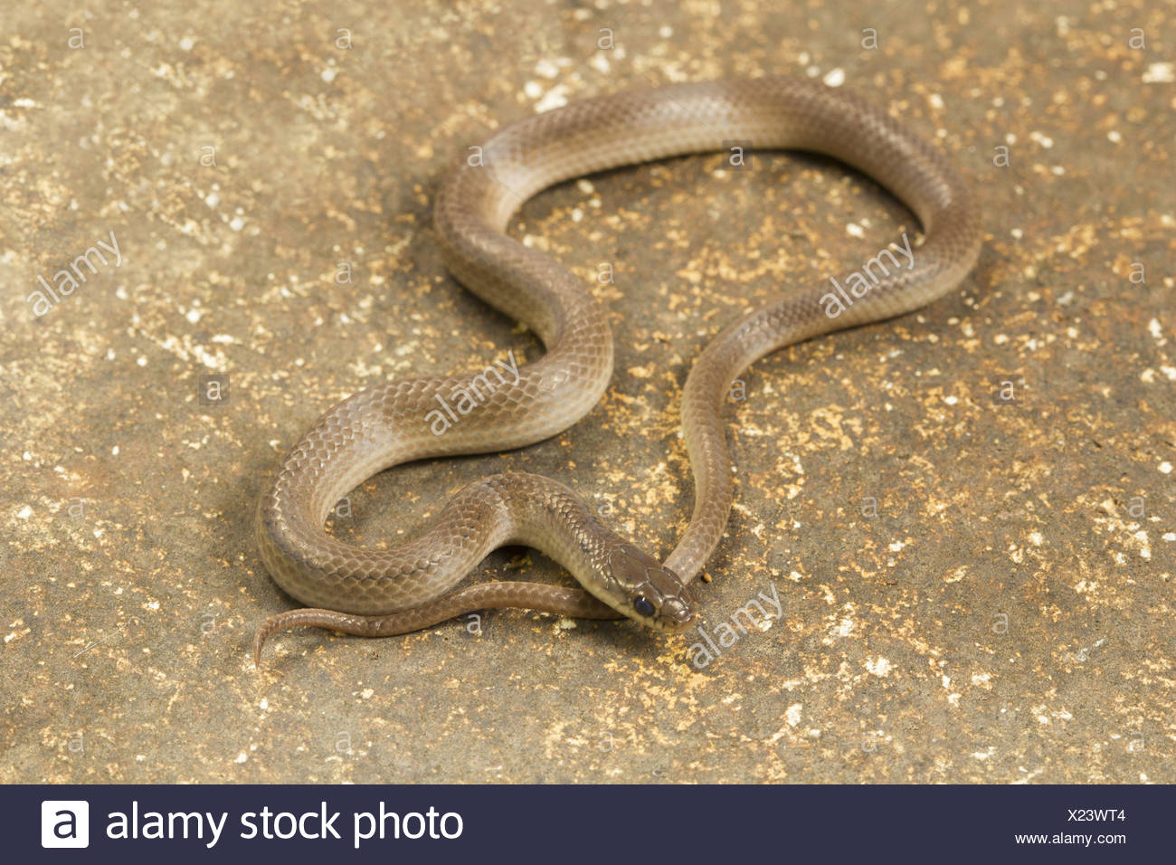 Calamaria Stock Photos & Calamaria Stock Images - Alamy