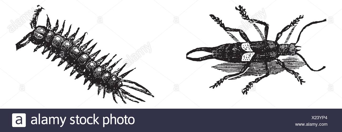 Illustration Of Centipede High Resolution Stock Photography and Images ...