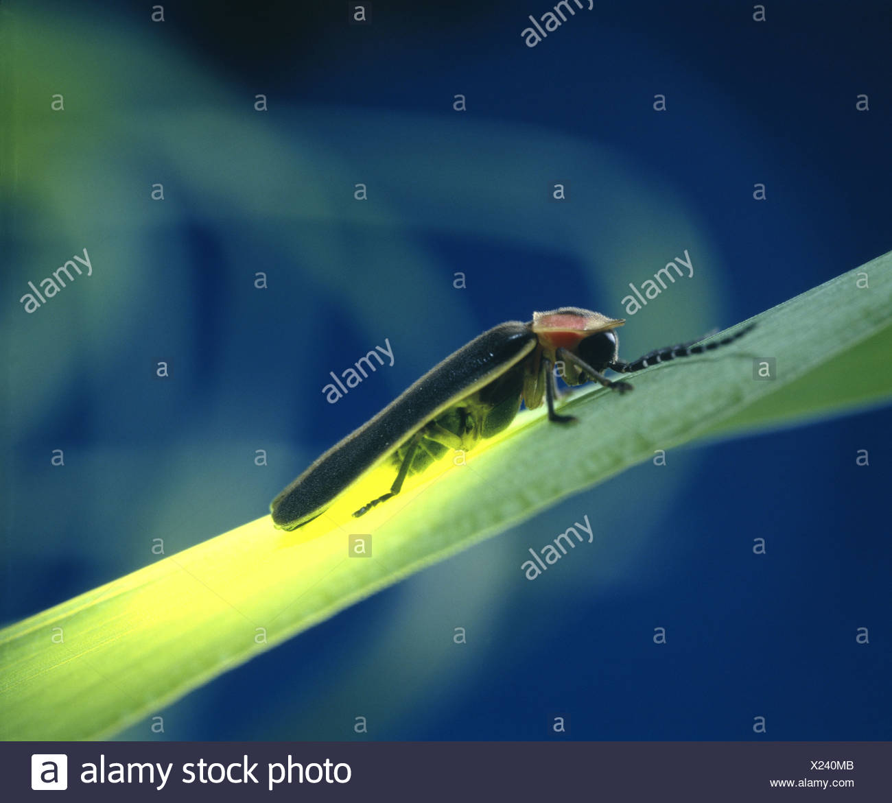 Common Eastern Firefly High Resolution Stock Photography and Images - Alamy
