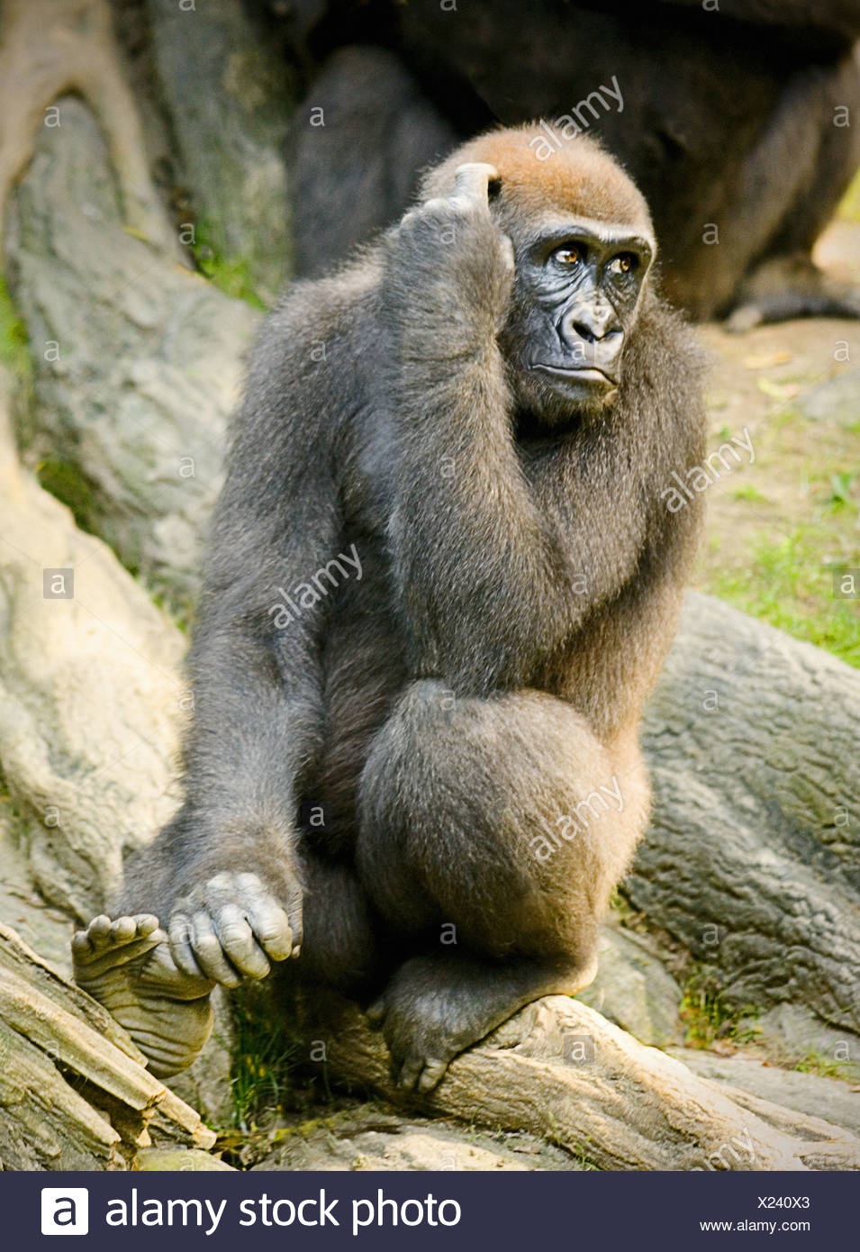 Ape Scratching Head High Resolution Stock Photography and Images - Alamy