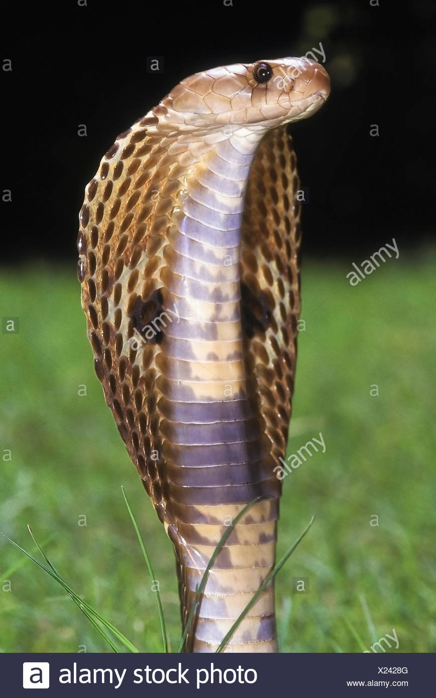 Reptilian Head High Resolution Stock Photography and Images - Alamy
