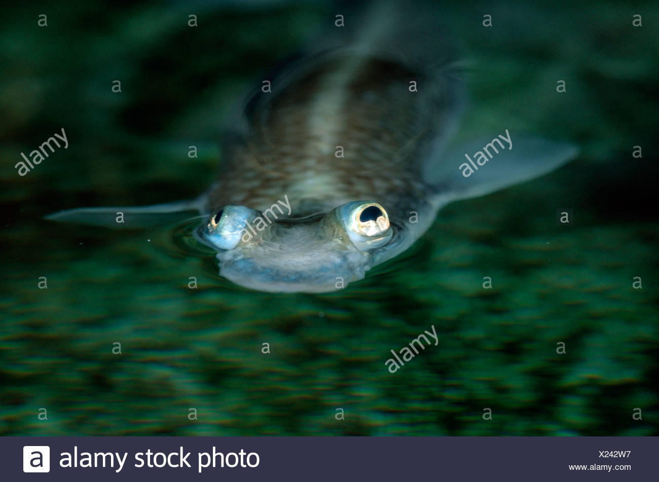 Anableps Anableps High Resolution Stock Photography and Images - Alamy