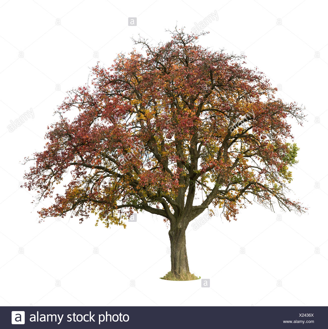 Tree Cut Out High Resolution Stock Photography and Images - Alamy