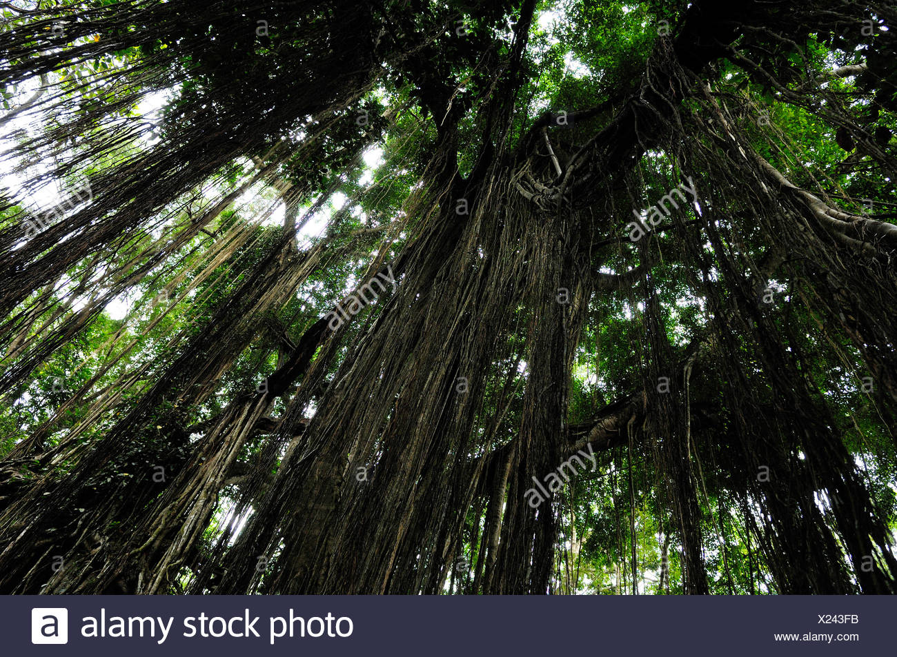 The Banyan High Resolution Stock Photography and Images - Alamy