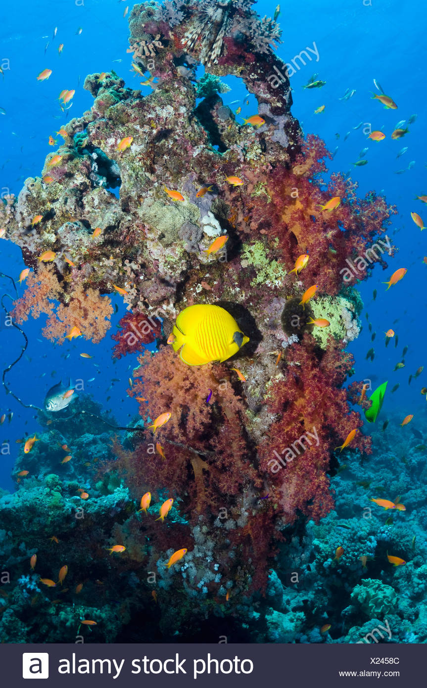 Reef Gold High Resolution Stock Photography and Images - Alamy
