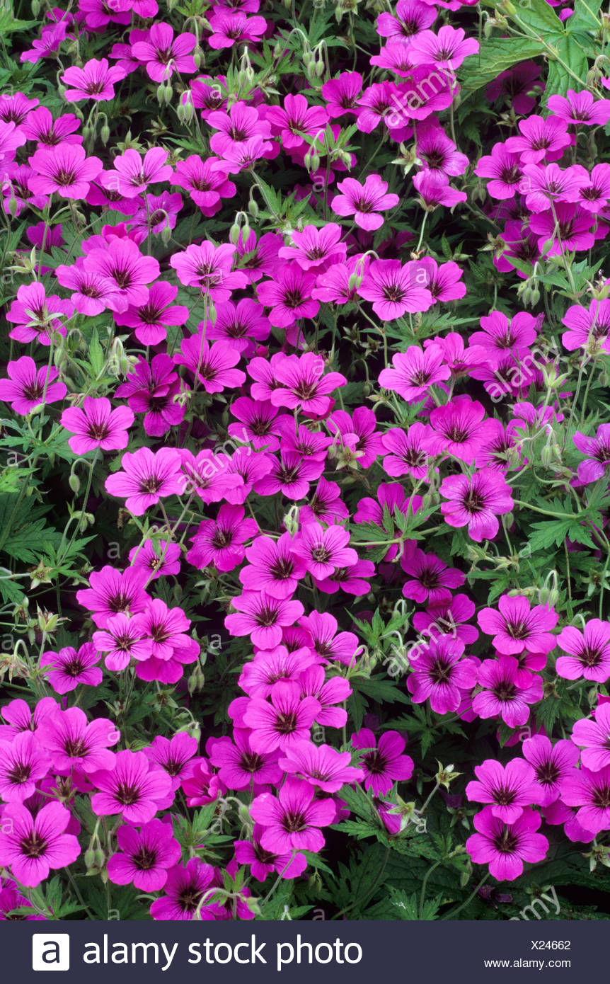 Geranium Patricia High Resolution Stock Photography and Images - Alamy