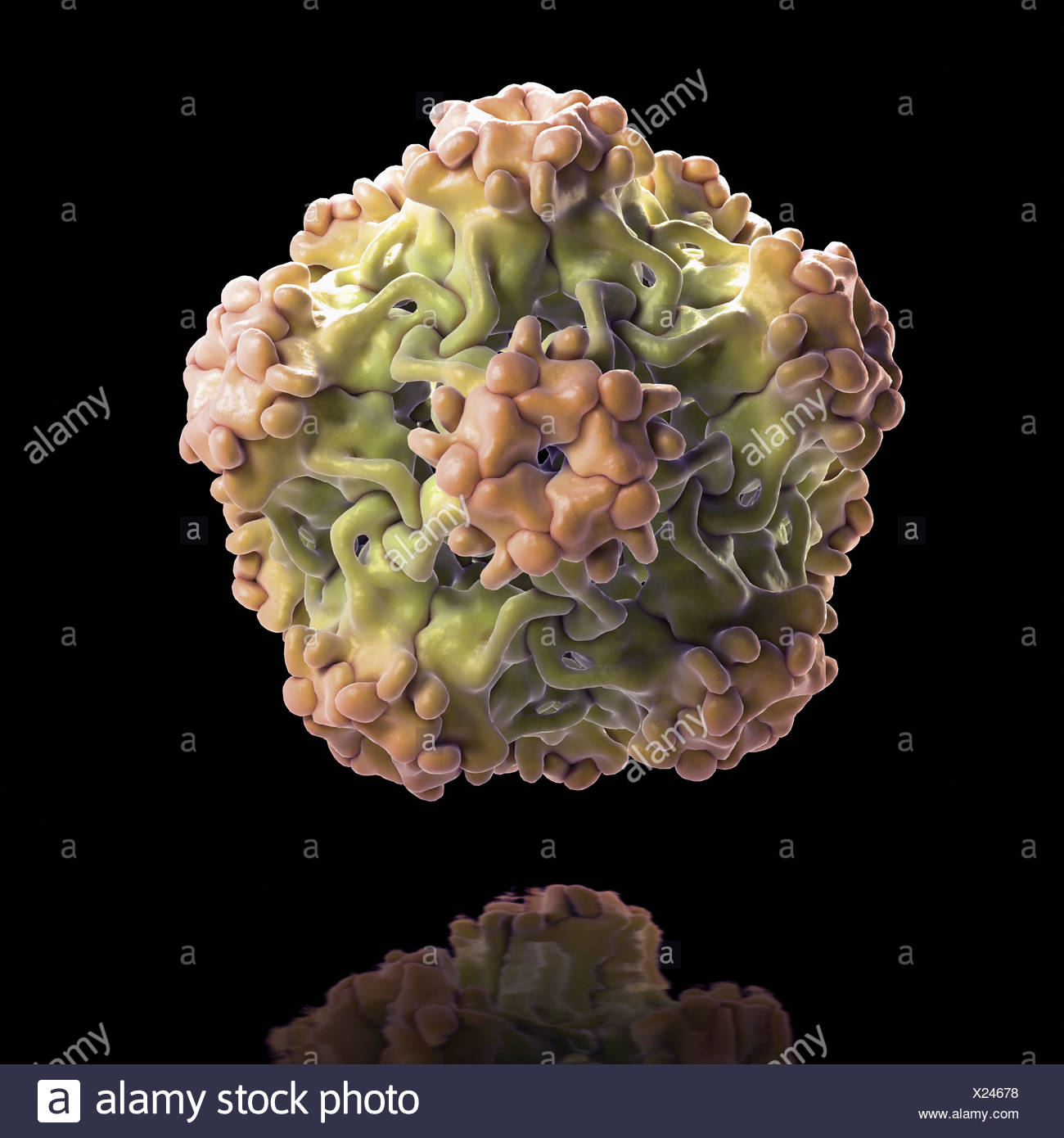L1 Protein High Resolution Stock Photography and Images - Alamy