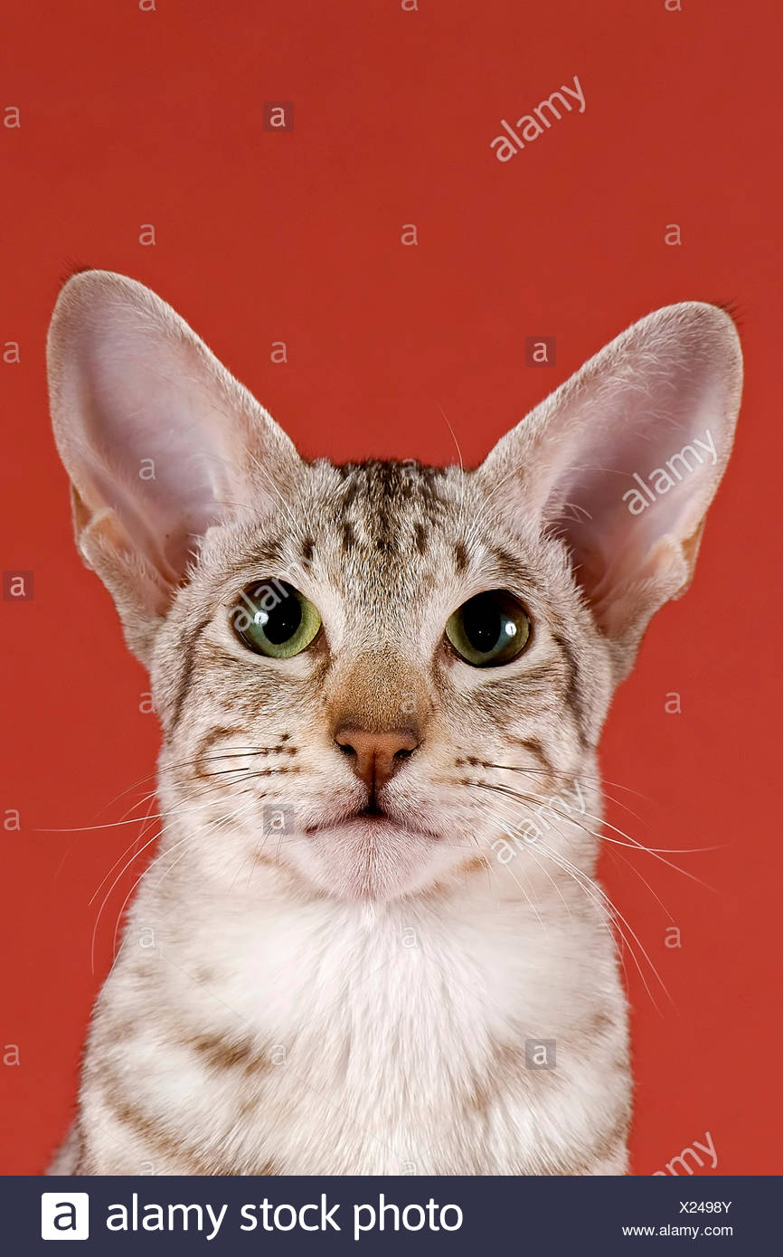 Chocolate Tabby Cat High Resolution Stock Photography and Images - Alamy