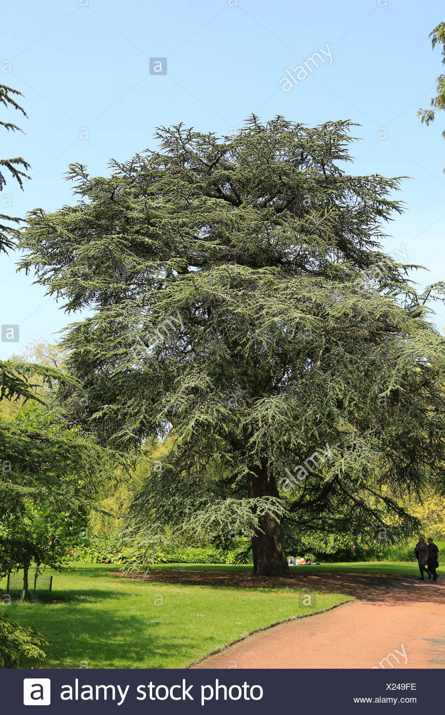 Ceder Forest High Resolution Stock Photography and Images - Alamy