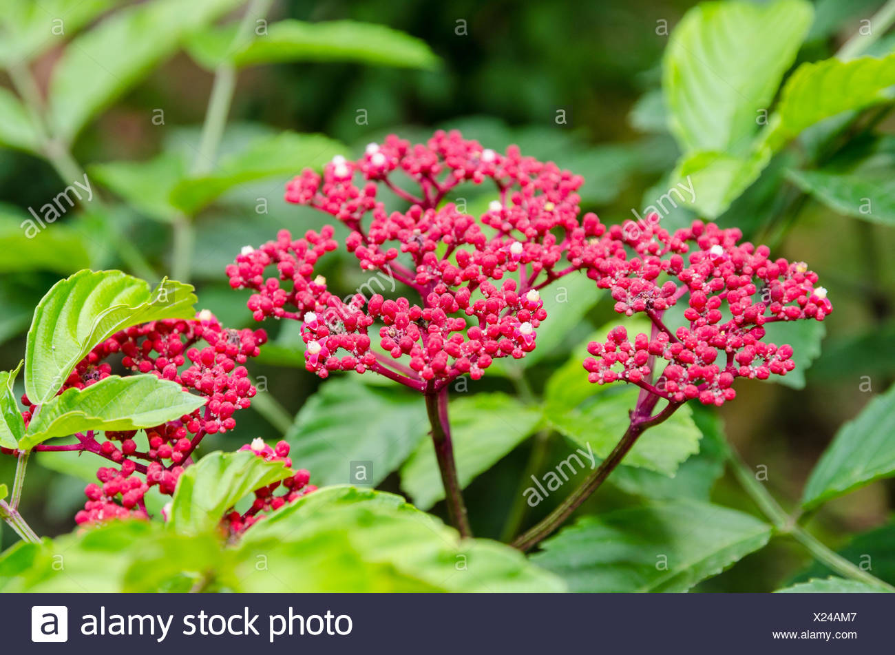 Leea Rubra High Resolution Stock Photography and Images - Alamy