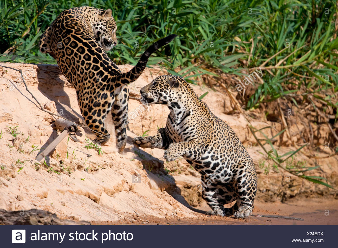 Jaguar Fight High Resolution Stock Photography and Images - Alamy