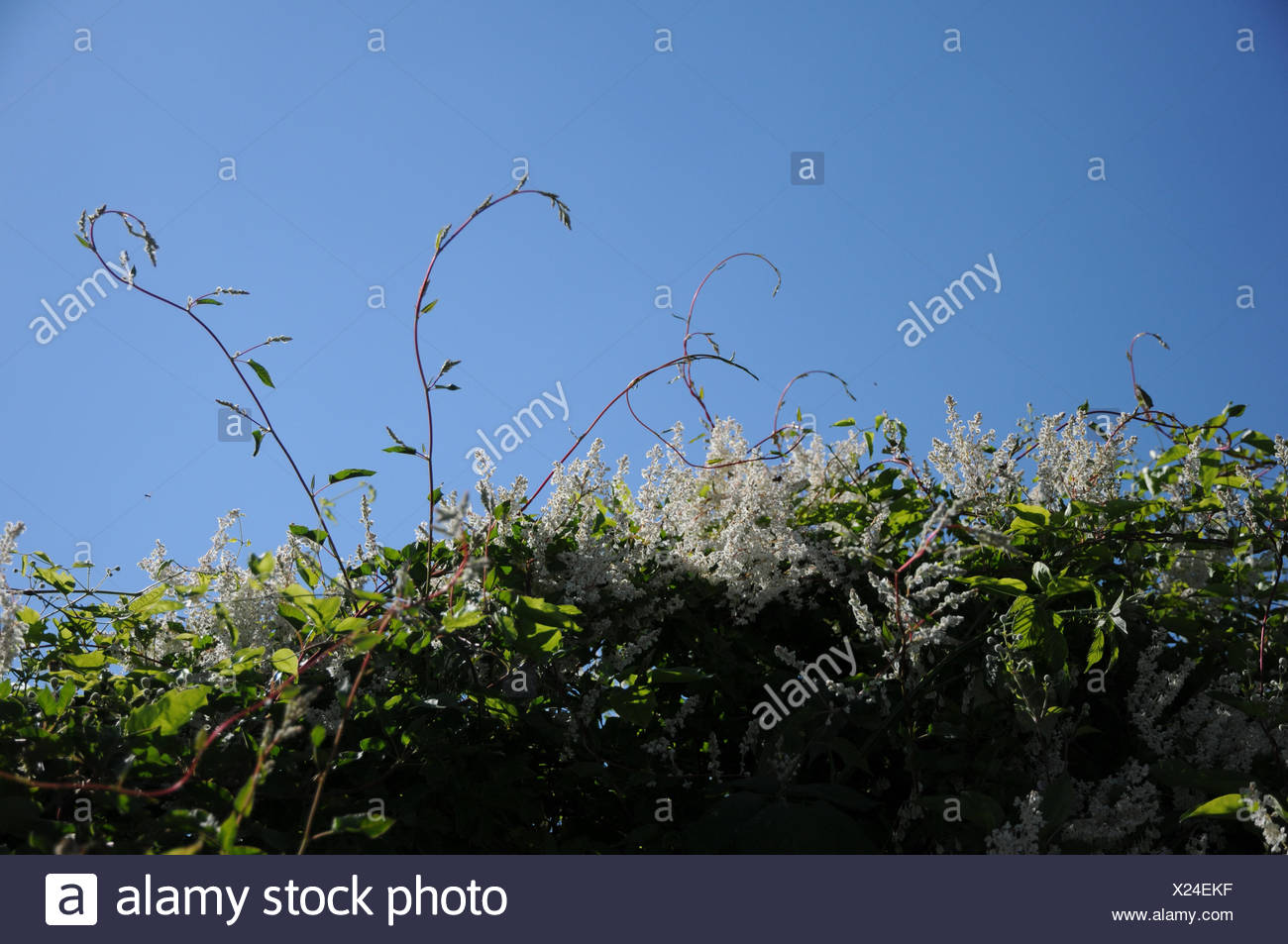 Fallopia Baldschuanica Russian Vine High Resolution Stock Photography ...