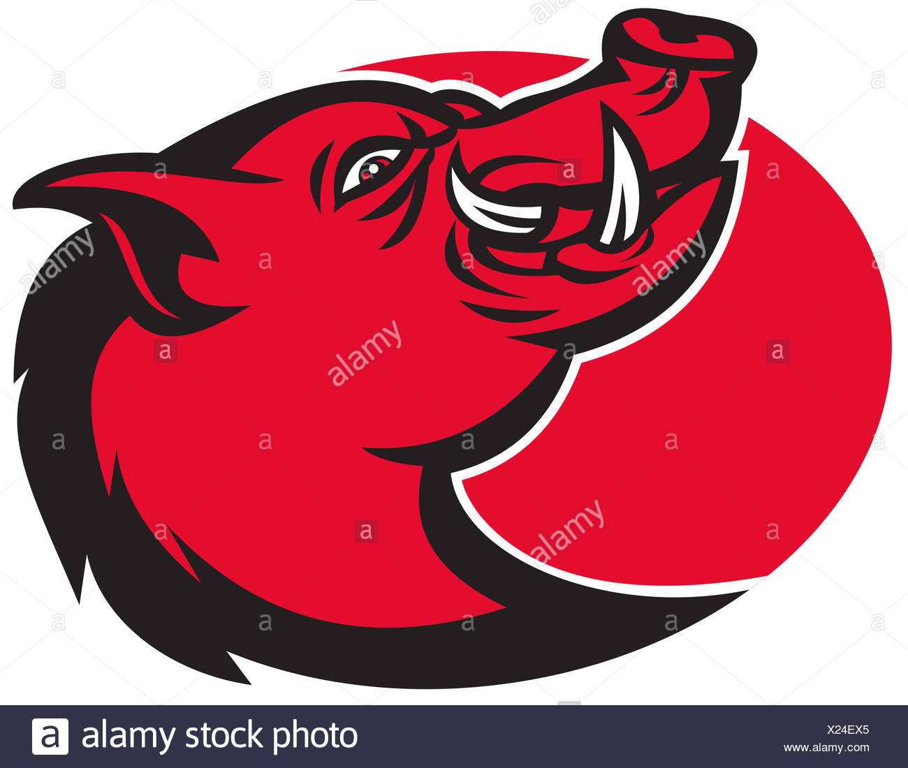 Razorback Pig Stock Photos & Razorback Pig Stock Images - Alamy
