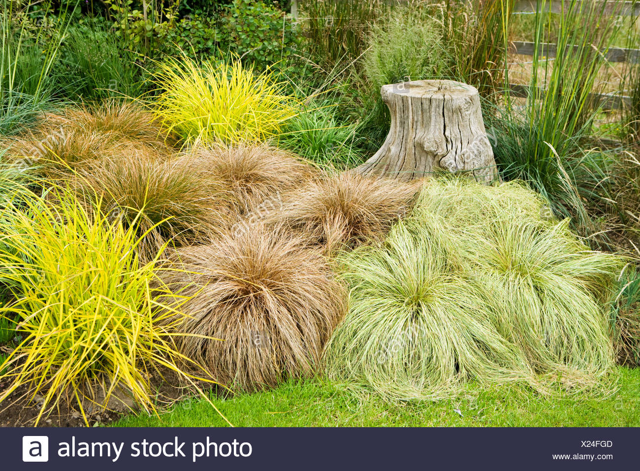 Carex High Resolution Stock Photography and Images - Alamy