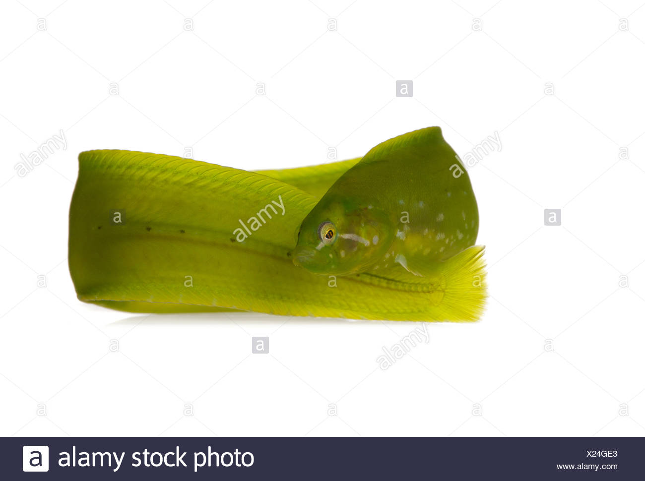 Gunnel Fish Stock Photos & Gunnel Fish Stock Images - Alamy