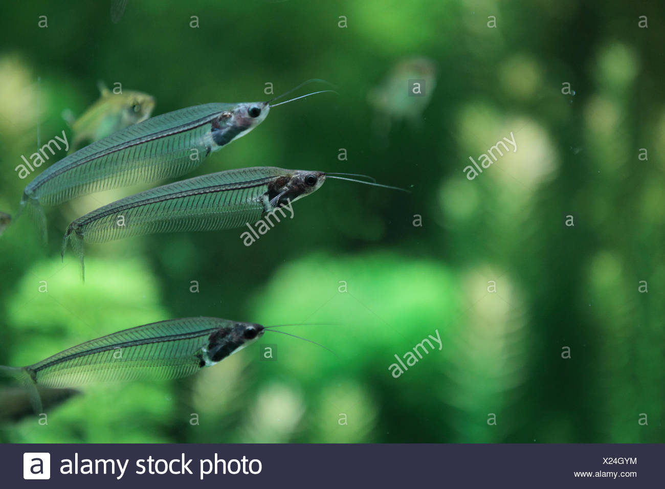 Catfish Aquarium High Resolution Stock Photography and Images - Alamy