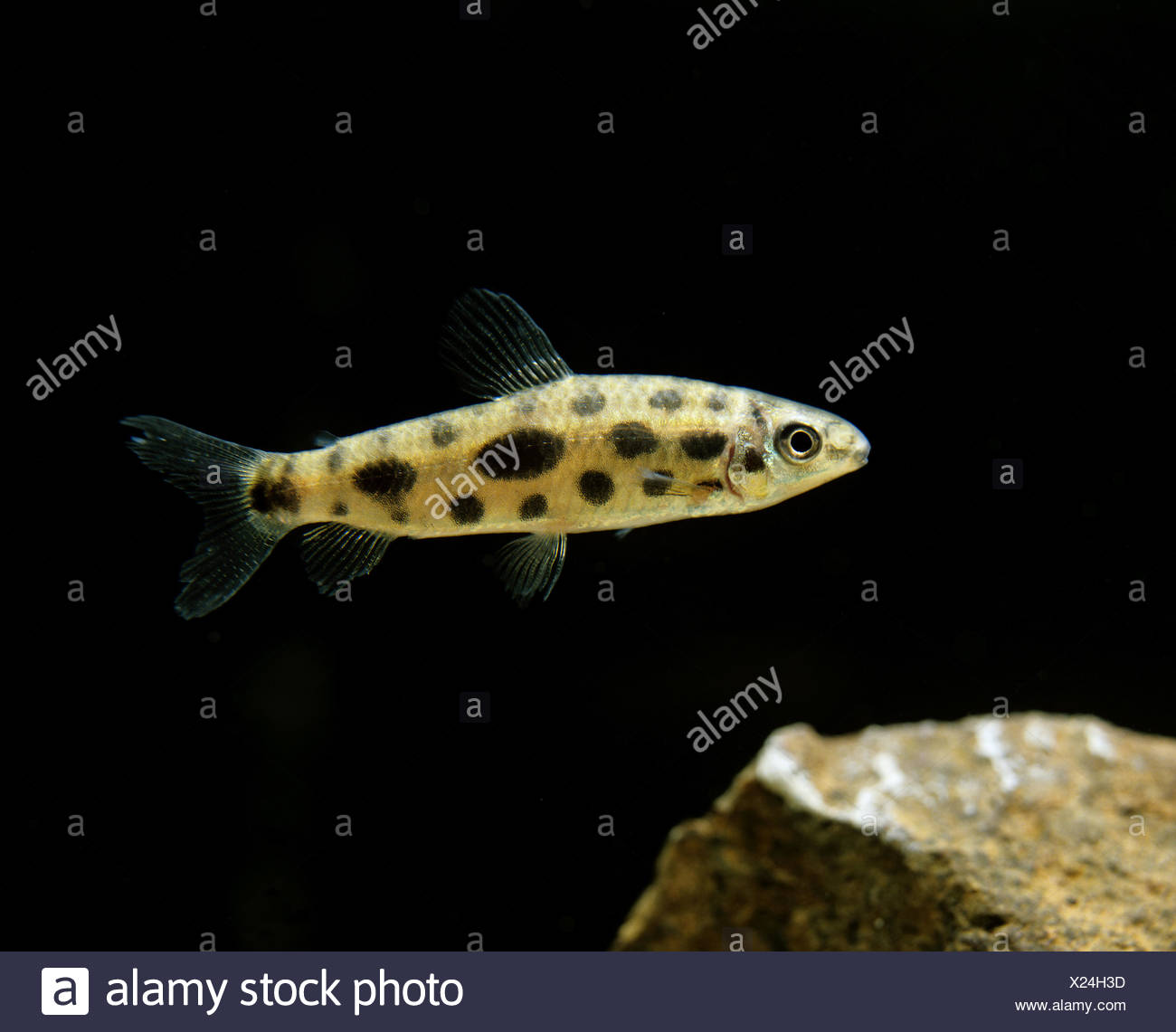 Leporinus High Resolution Stock Photography and Images - Alamy