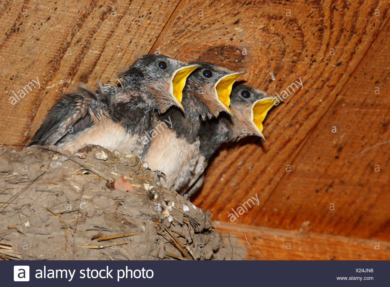 Baby Swallows In Nest High Resolution Stock Photography and Images - Alamy