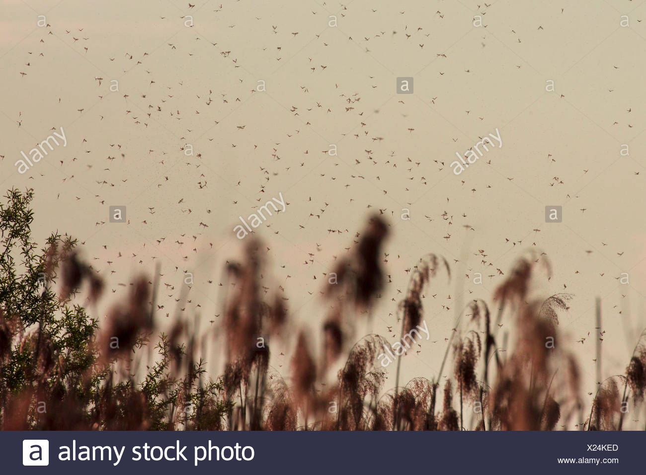Mayfly Silhouettes High Resolution Stock Photography and Images - Alamy