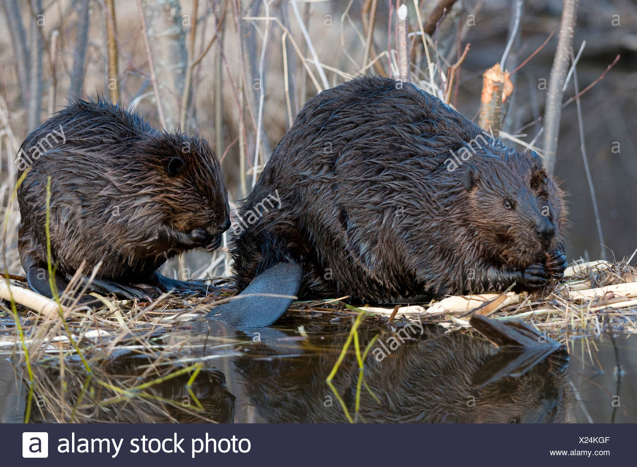 Young Beavers High Resolution Stock Photography and Images - Alamy