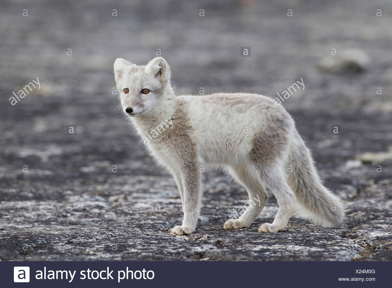 Arctic Fox In Summer Coat High Resolution Stock Photography and Images ...