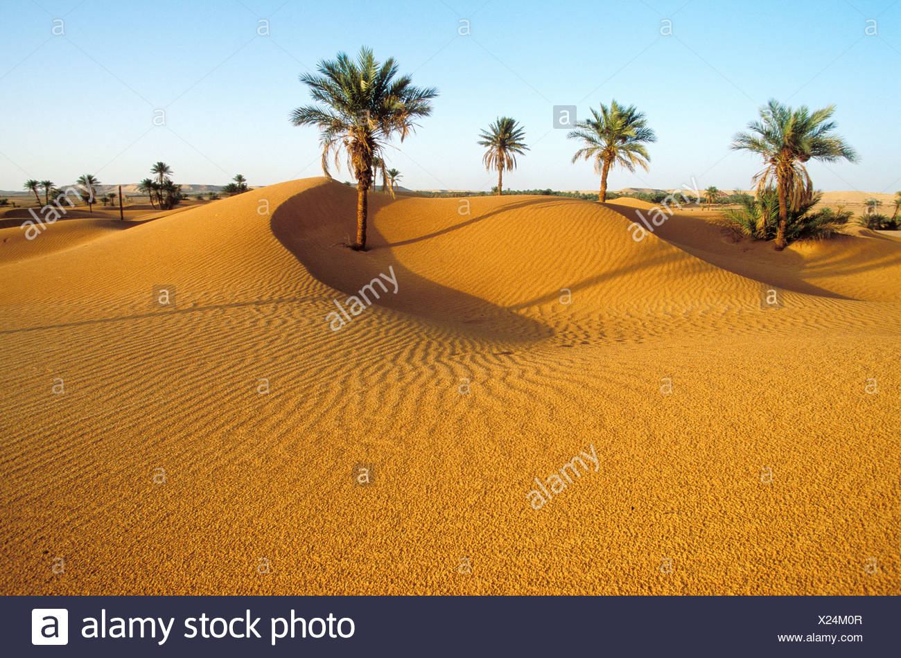 Timimoun Oasis High Resolution Stock Photography and Images - Alamy