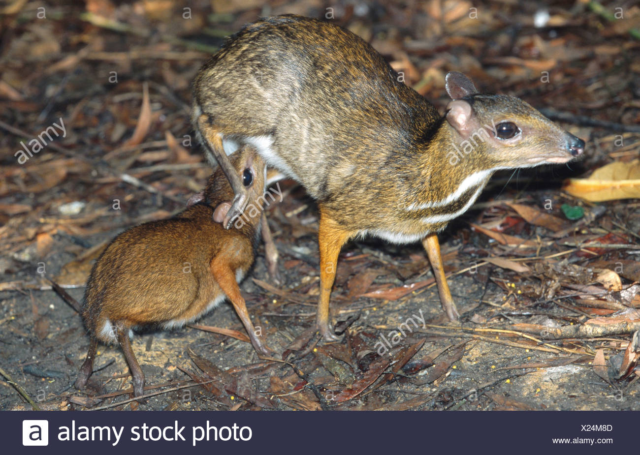Chevrotains Stock Photos & Chevrotains Stock Images - Alamy