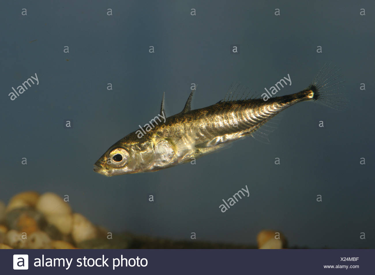 Three Spined Stickleback High Resolution Stock Photography and Images ...