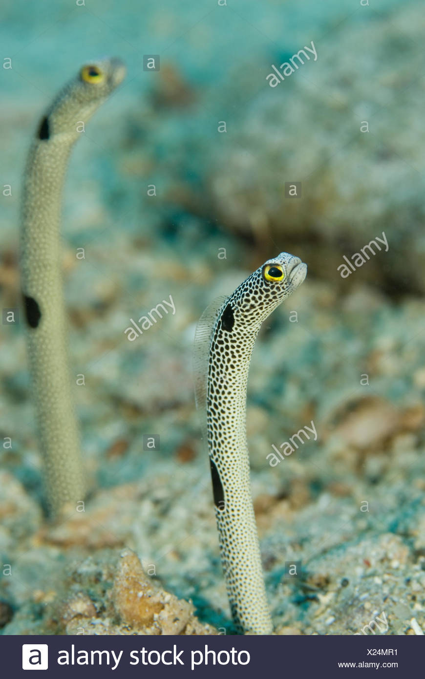 Spotted Garden Eel High Resolution Stock Photography and Images - Alamy