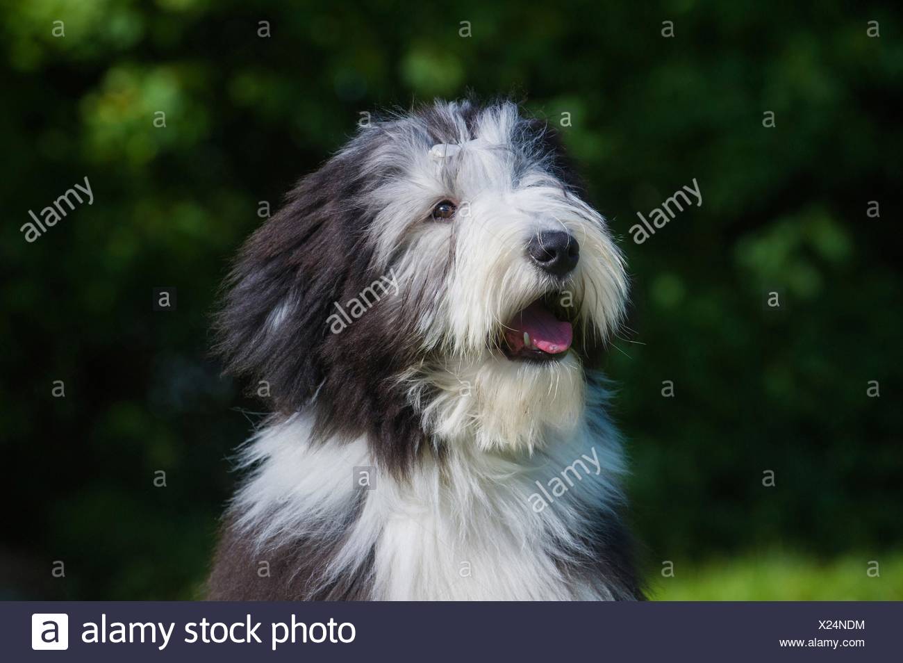 Bearded Collie Portrait High Resolution Stock Photography and Images ...