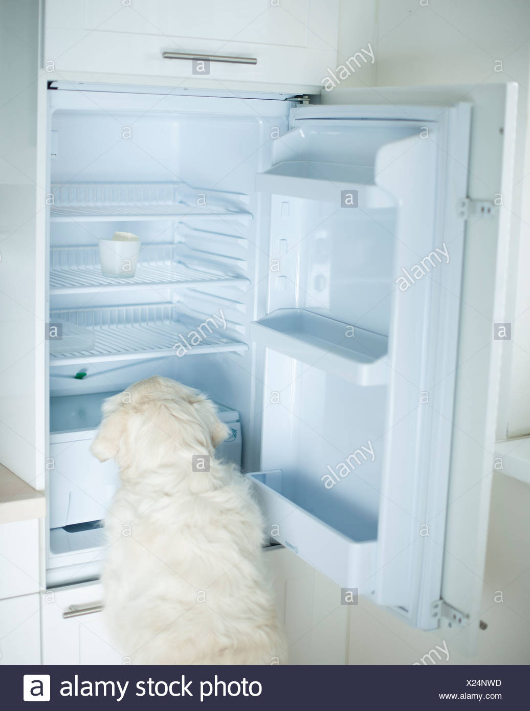 Empty Refrigerator High Resolution Stock Photography and Images - Alamy