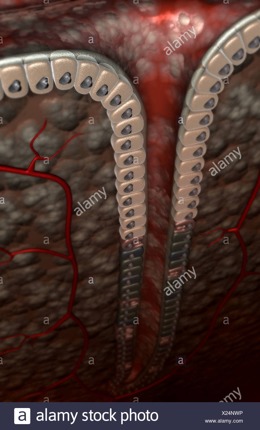 Gastric Pit High Resolution Stock Photography and Images - Alamy