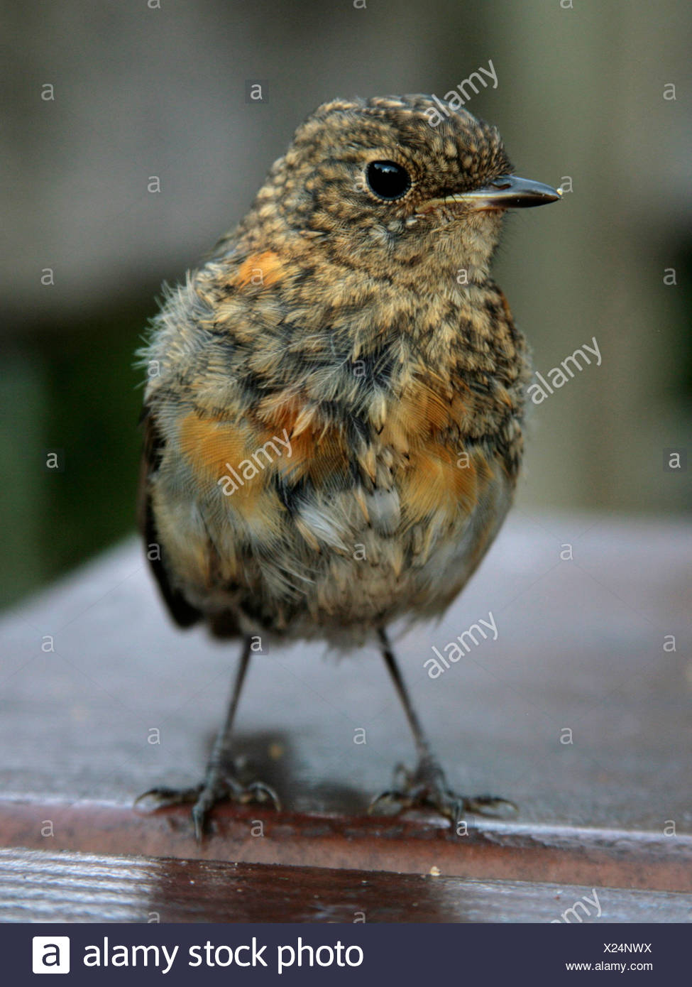 Young Fledgling Robin High Resolution Stock Photography and Images - Alamy