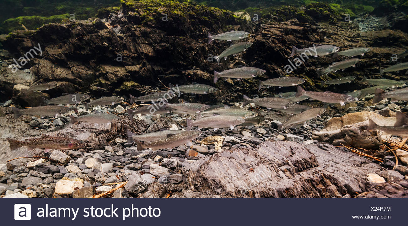 Trout Pool High Resolution Stock Photography and Images - Alamy