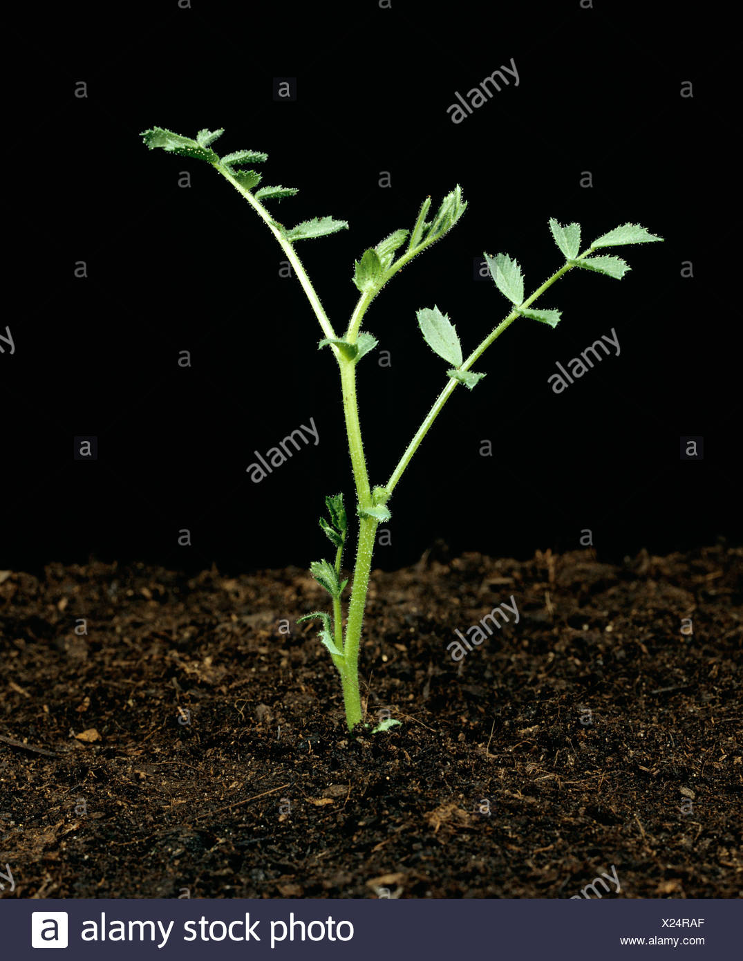 Chickpea Plant High Resolution Stock Photography and Images - Alamy