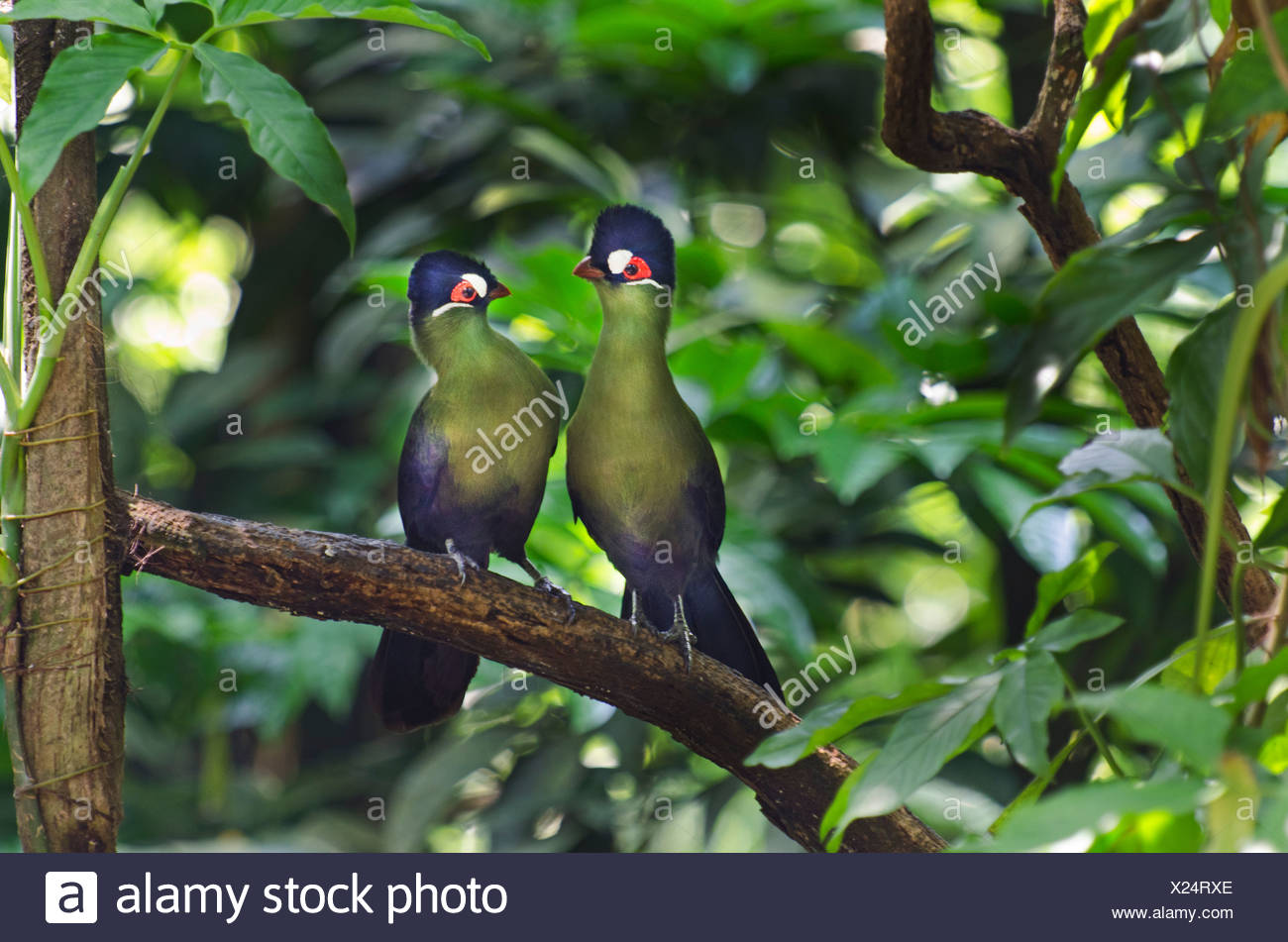Hartlaubi High Resolution Stock Photography and Images - Alamy