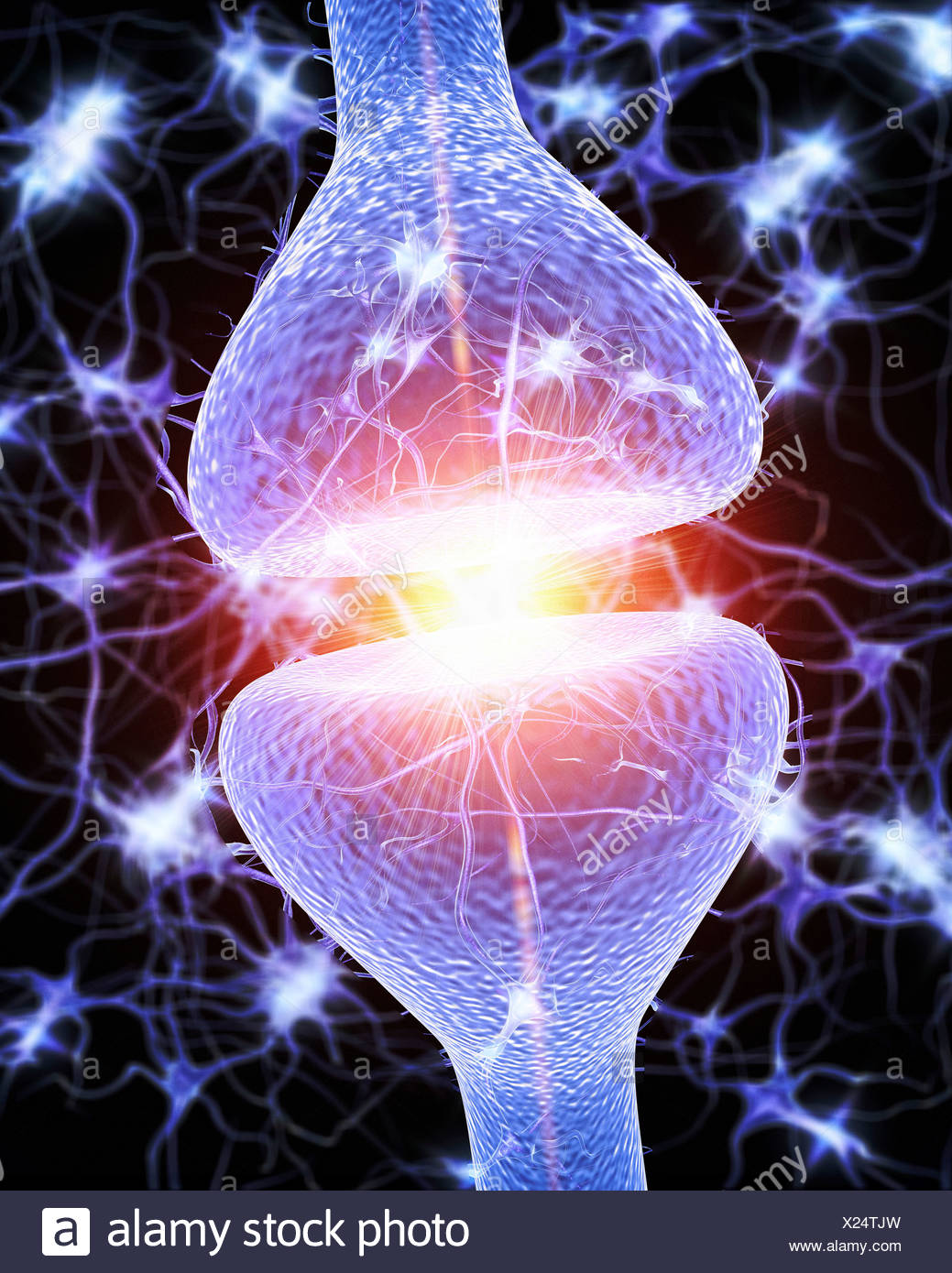 Synaptic Gap High Resolution Stock Photography and Images - Alamy