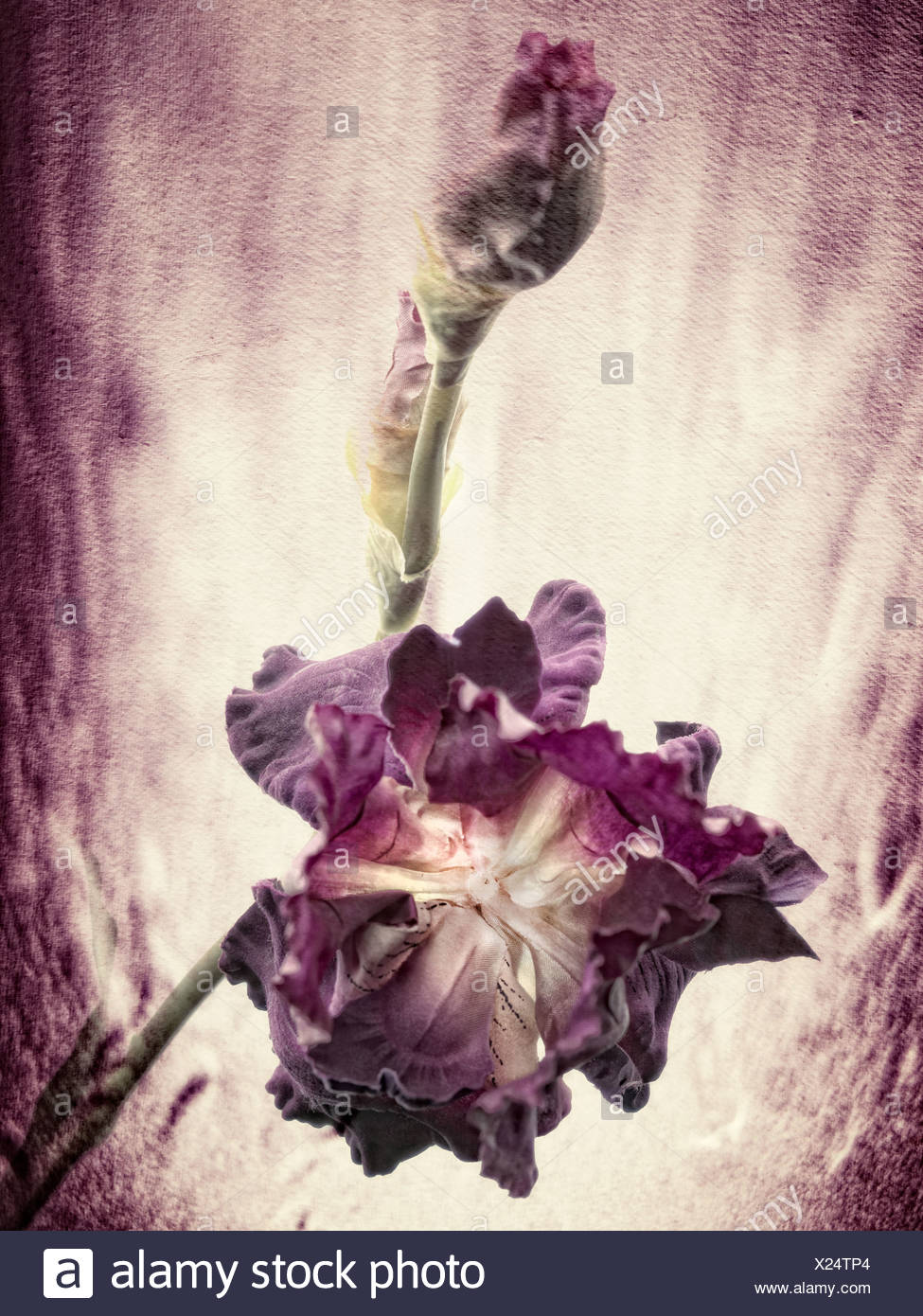 Iris Species High Resolution Stock Photography and Images - Alamy