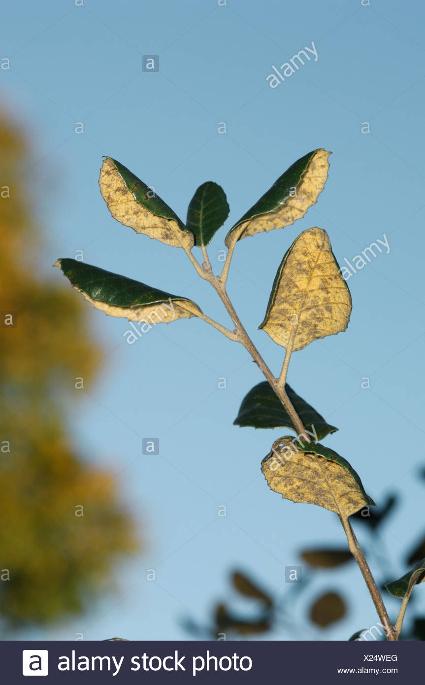 Quercus Alnifolia High Resolution Stock Photography and Images - Alamy