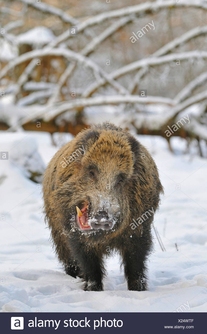 Male Wild Boar In Snow Stock Photos & Male Wild Boar In Snow Stock ...