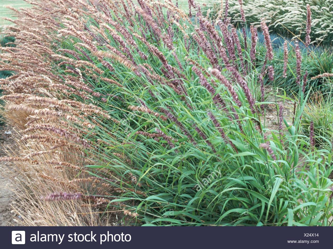 Melica Transsilvanica High Resolution Stock Photography and Images - Alamy