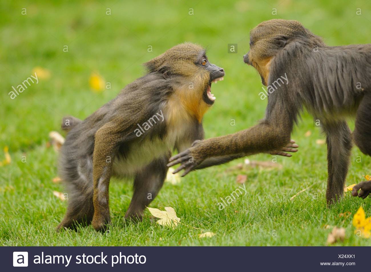 Fighting Monkeys High Resolution Stock Photography and Images - Alamy