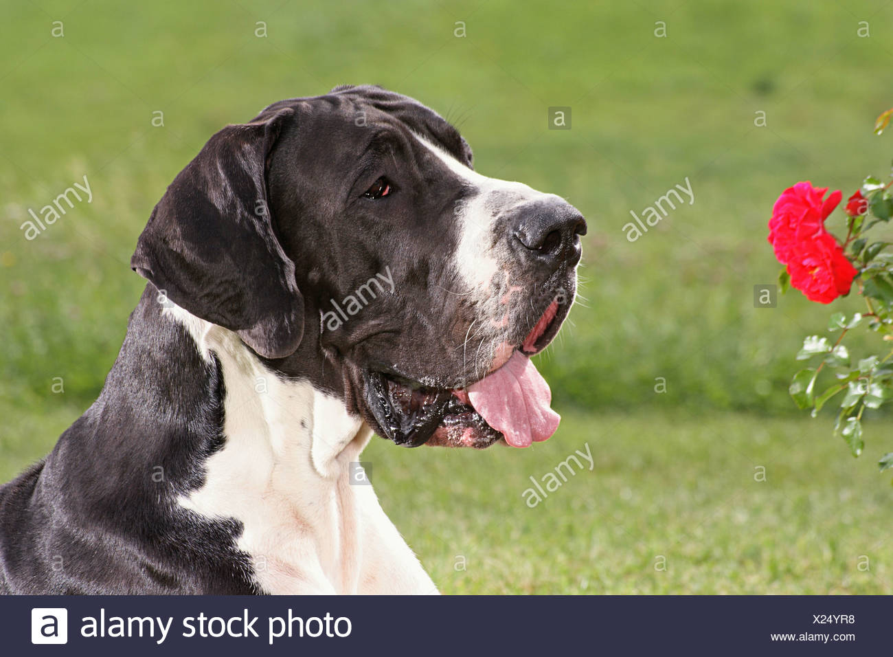 Boarhound Stock Photos & Boarhound Stock Images - Alamy