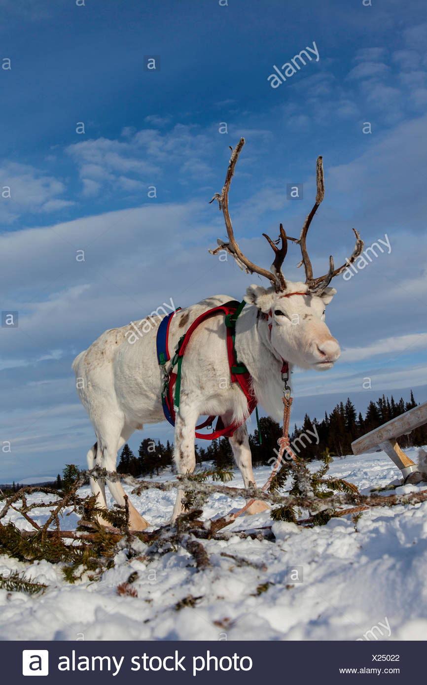 White Reindeer Stock Photos & White Reindeer Stock Images - Alamy
